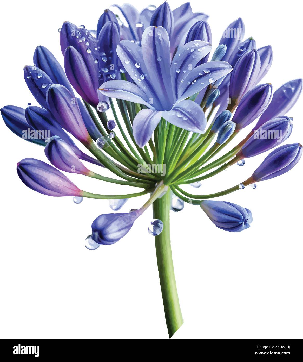 Agapanthus vector hi-res stock photography and images - Alamy
