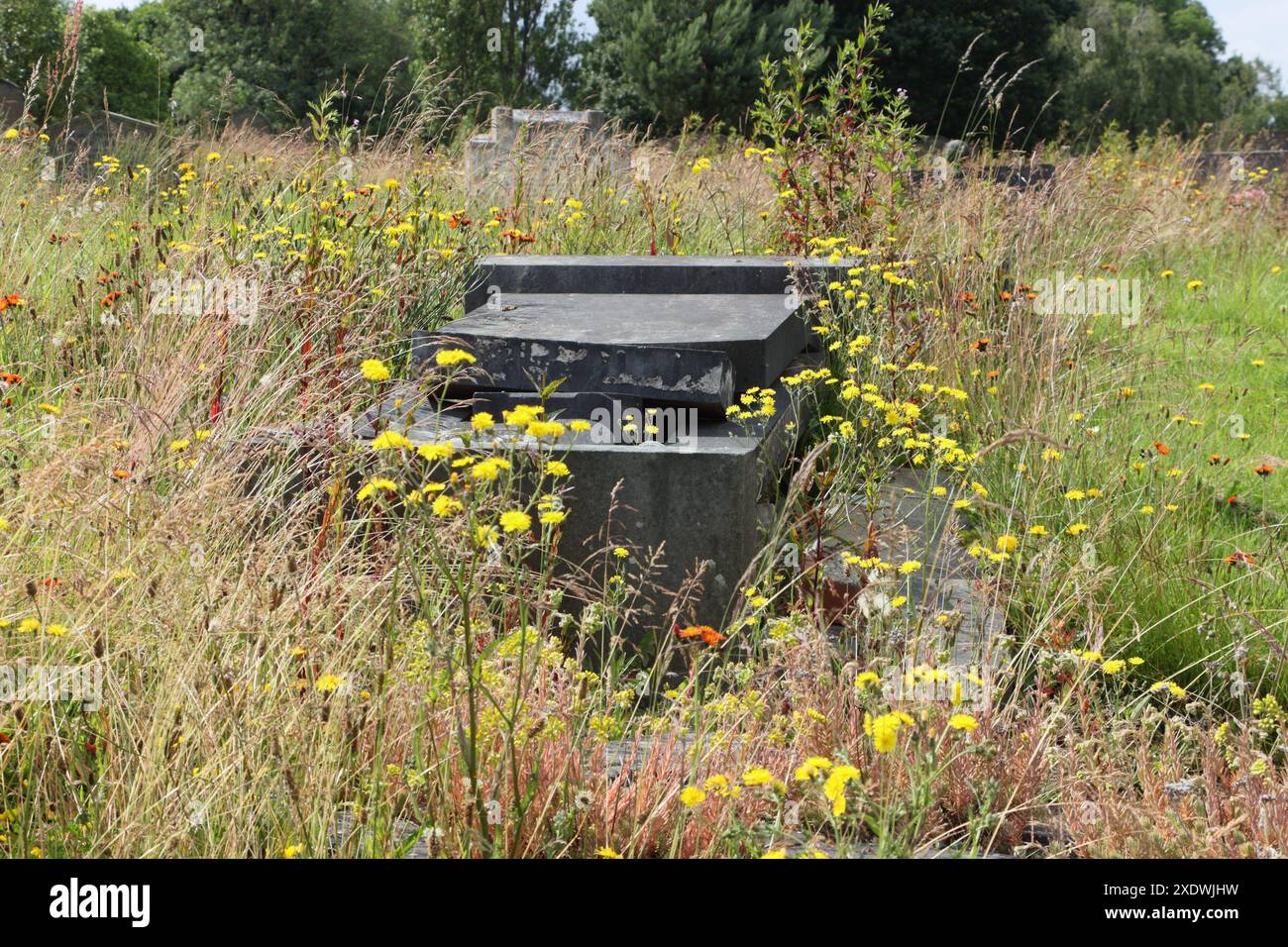 Variety of Wildflowers growing between unmowed open graves in Abbey ...