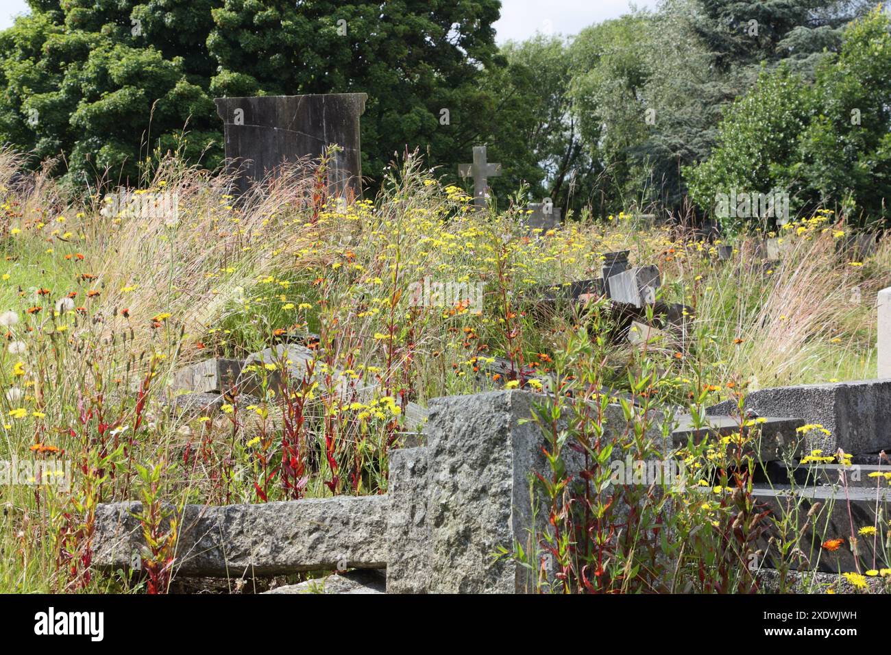 Variety of Wildflowers growing between unmowed open graves in Abbey ...
