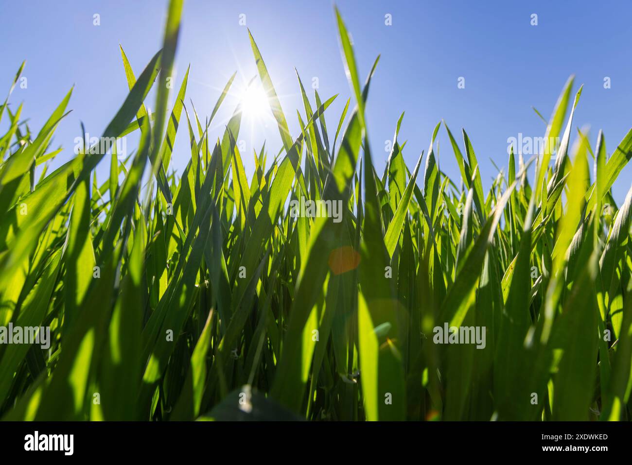 young wheat in the soil, wheat harvest in a monoculture field in ...