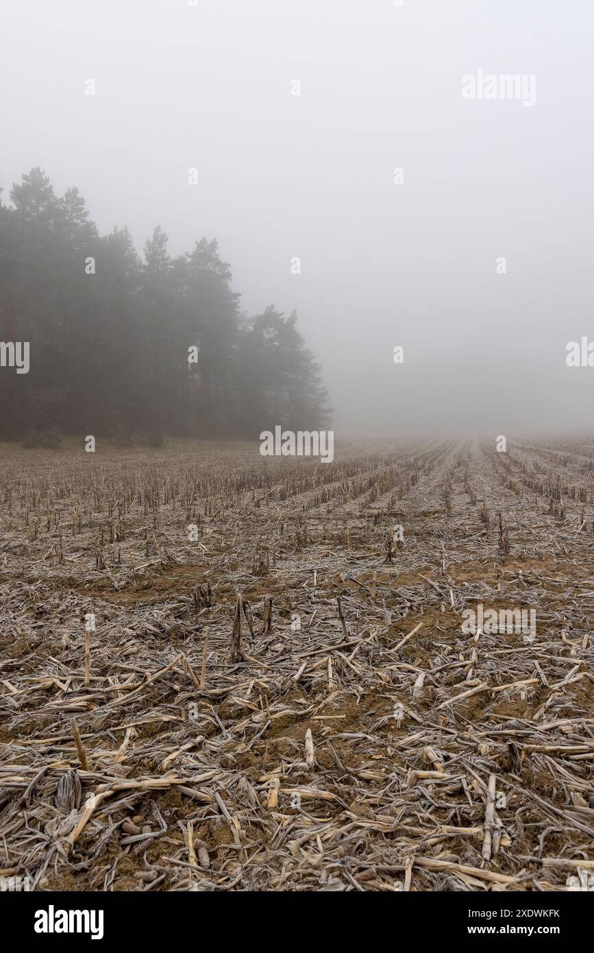 a field with corn cobs in frost after frost, a corn field with a poorly ...