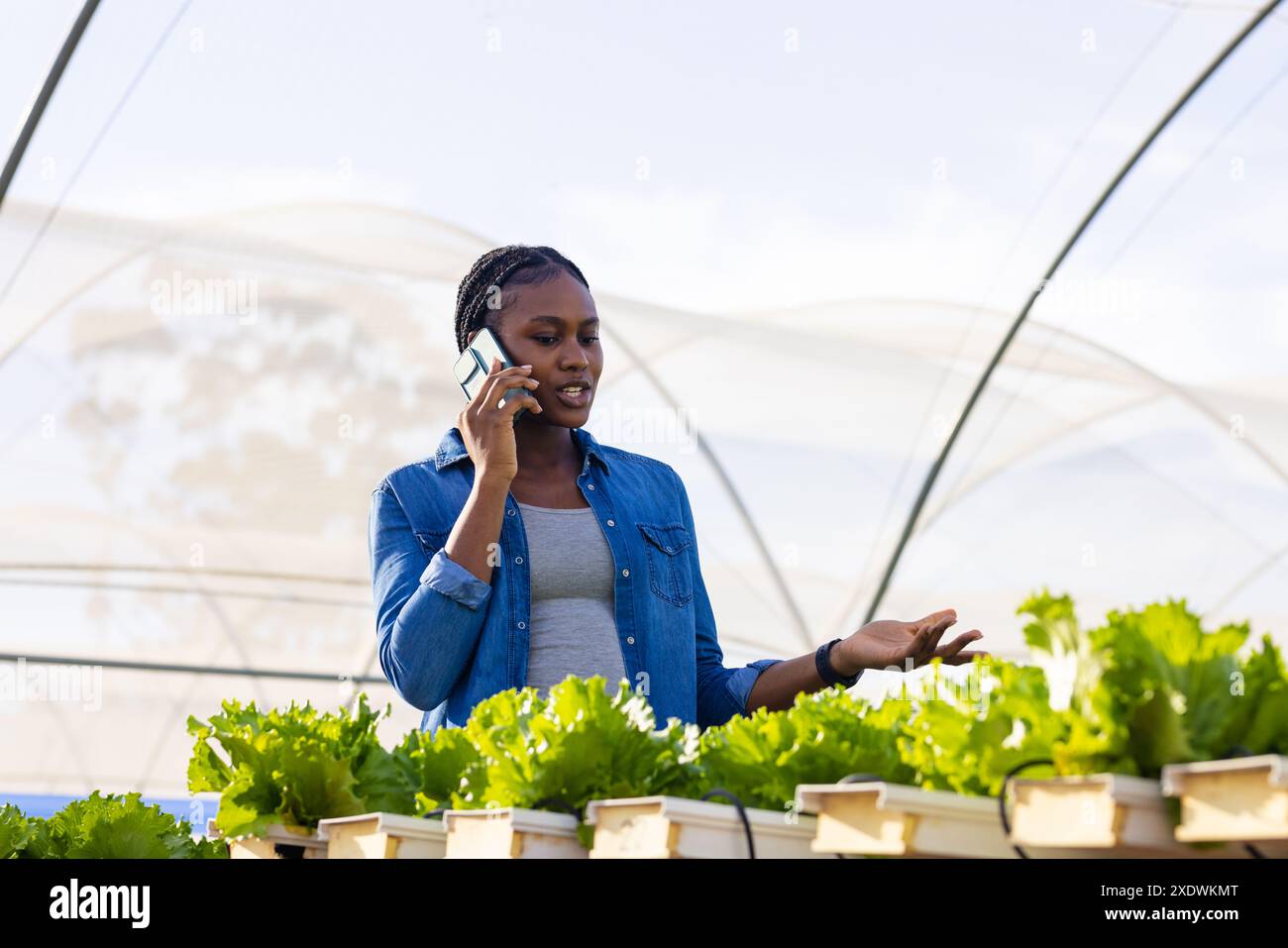 Talking on smartphone, African American farmer inspecting hydroponic vegetables in greenhouse ...