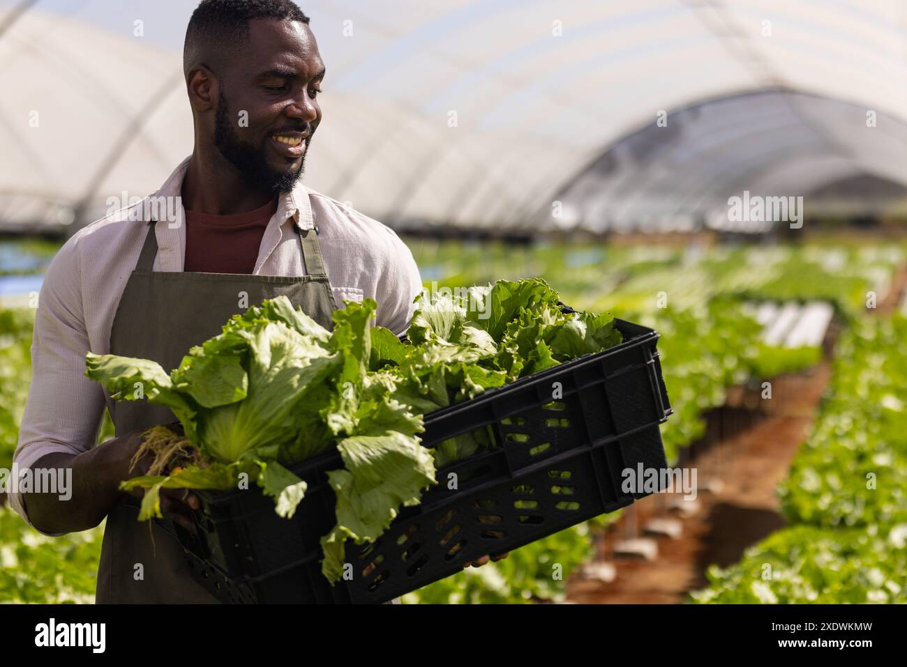 African American farmer holding crate of fresh lettuce in hydroponic ...