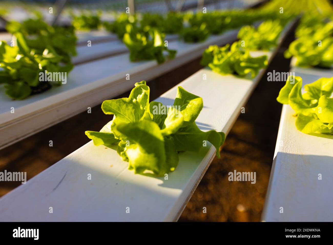 Using innovative farming techniques, hydroponic farm growing fresh ...
