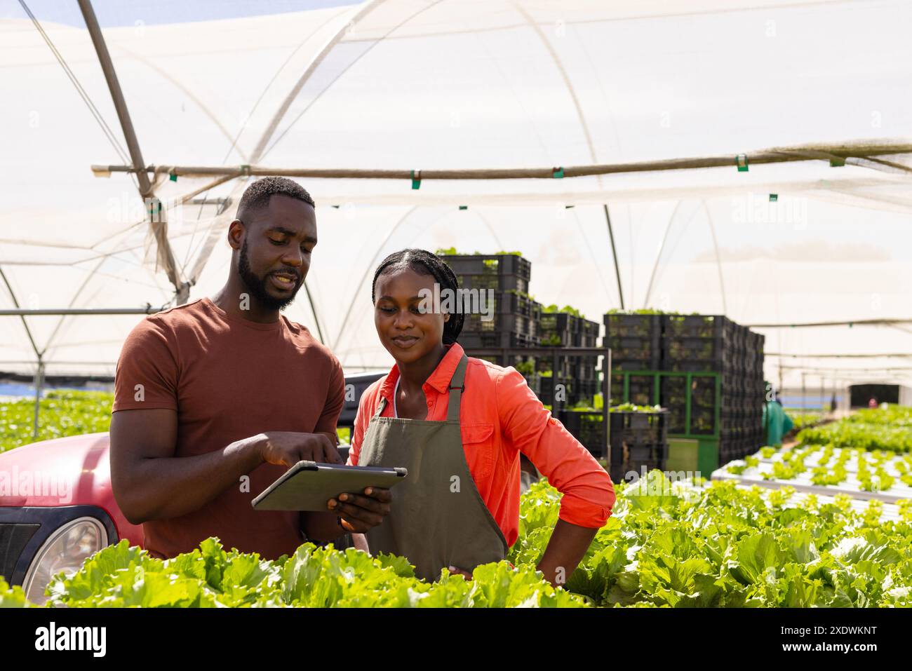 Farmers managing organic vegetables hi-res stock photography and images ...