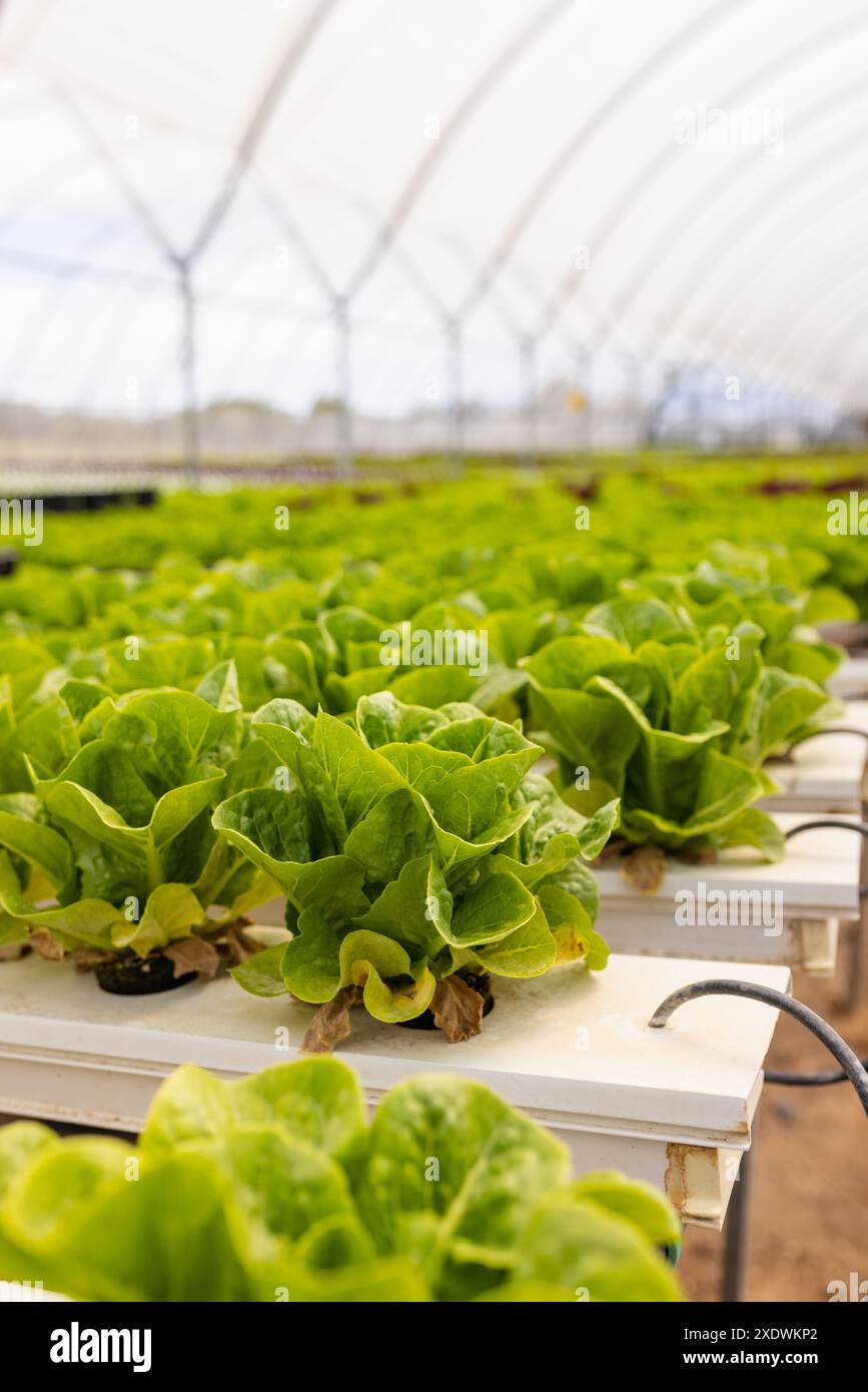 Growing hydroponic lettuce in greenhouse, showcasing sustainable ...