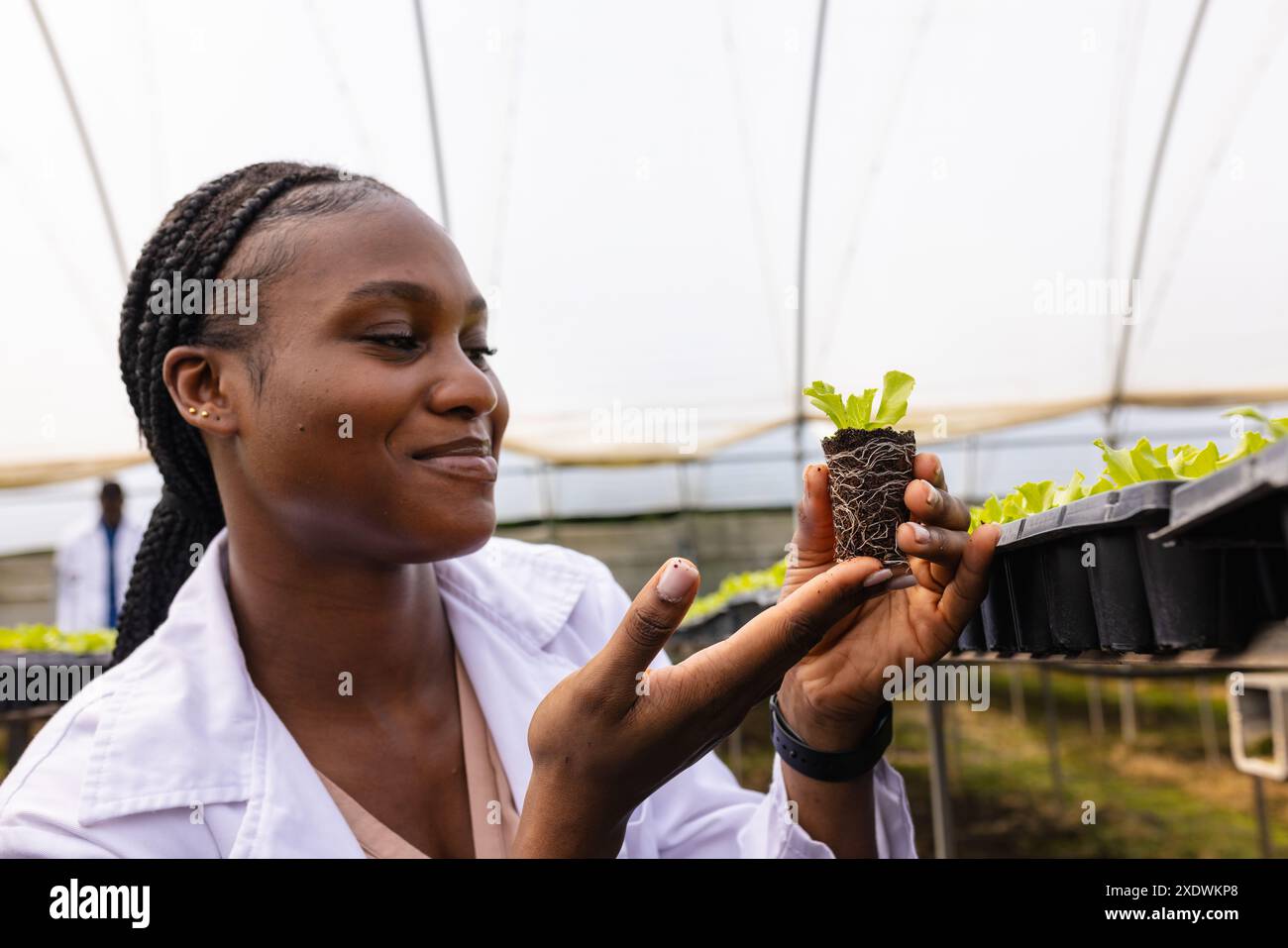 Inspecting seedling in hydroponic farm greenhouse, female farmer smiling Stock Photo - Alamy