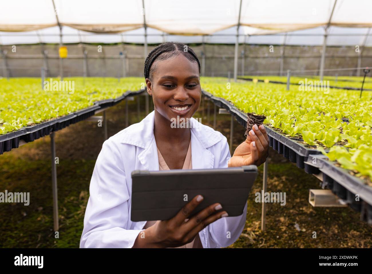 Female farmer using tablet and inspecting plants in hydroponic farm greenhouse Stock Photo - Alamy