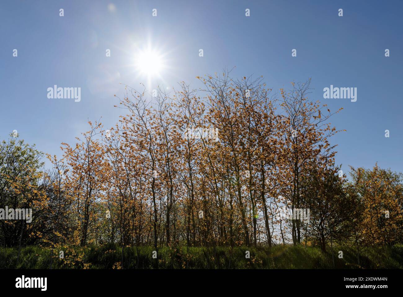 Deciduous trees against a blue sky background, beautiful young ...