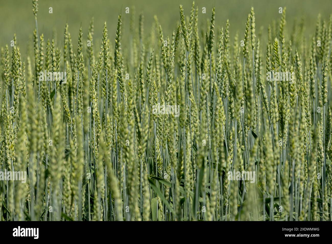 green rye field in the summer, beautiful green unripe rye cereals in ...