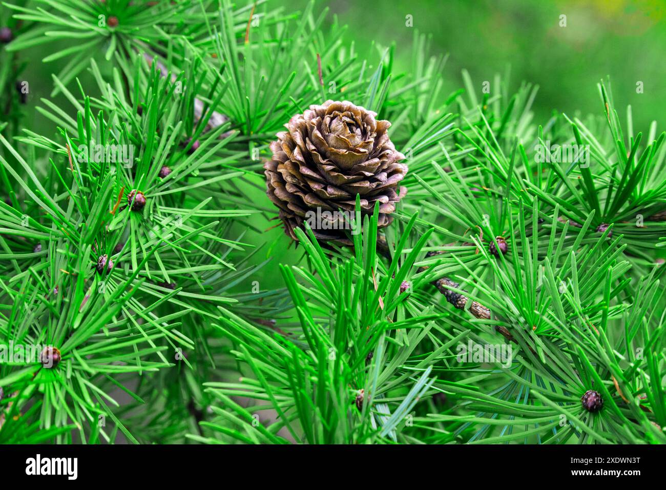 Wayne cone hi-res stock photography and images - Alamy