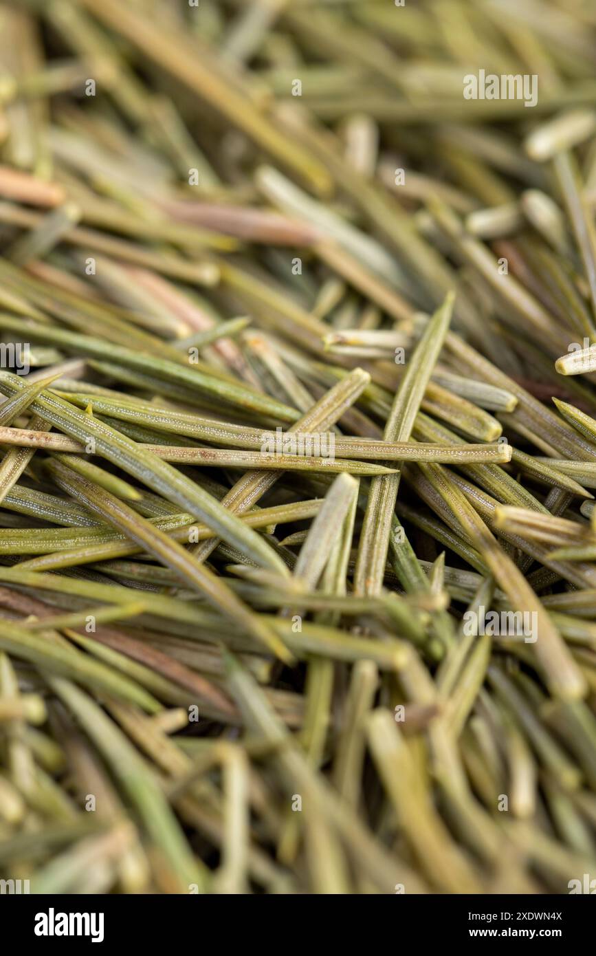 During christmas celebration number hi-res stock photography and images ...