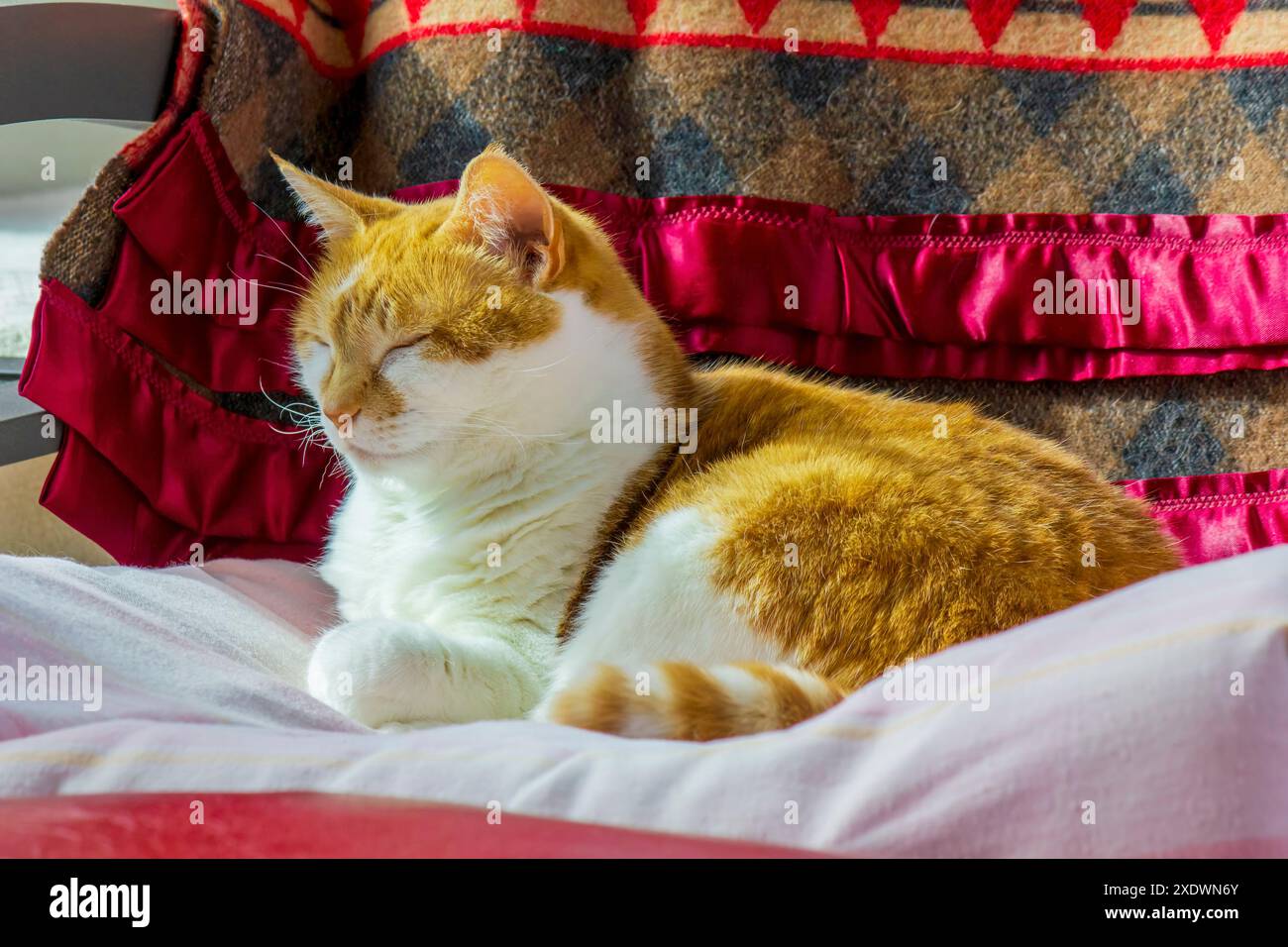 Sleeping ginger domestic cat hi-res stock photography and images - Alamy