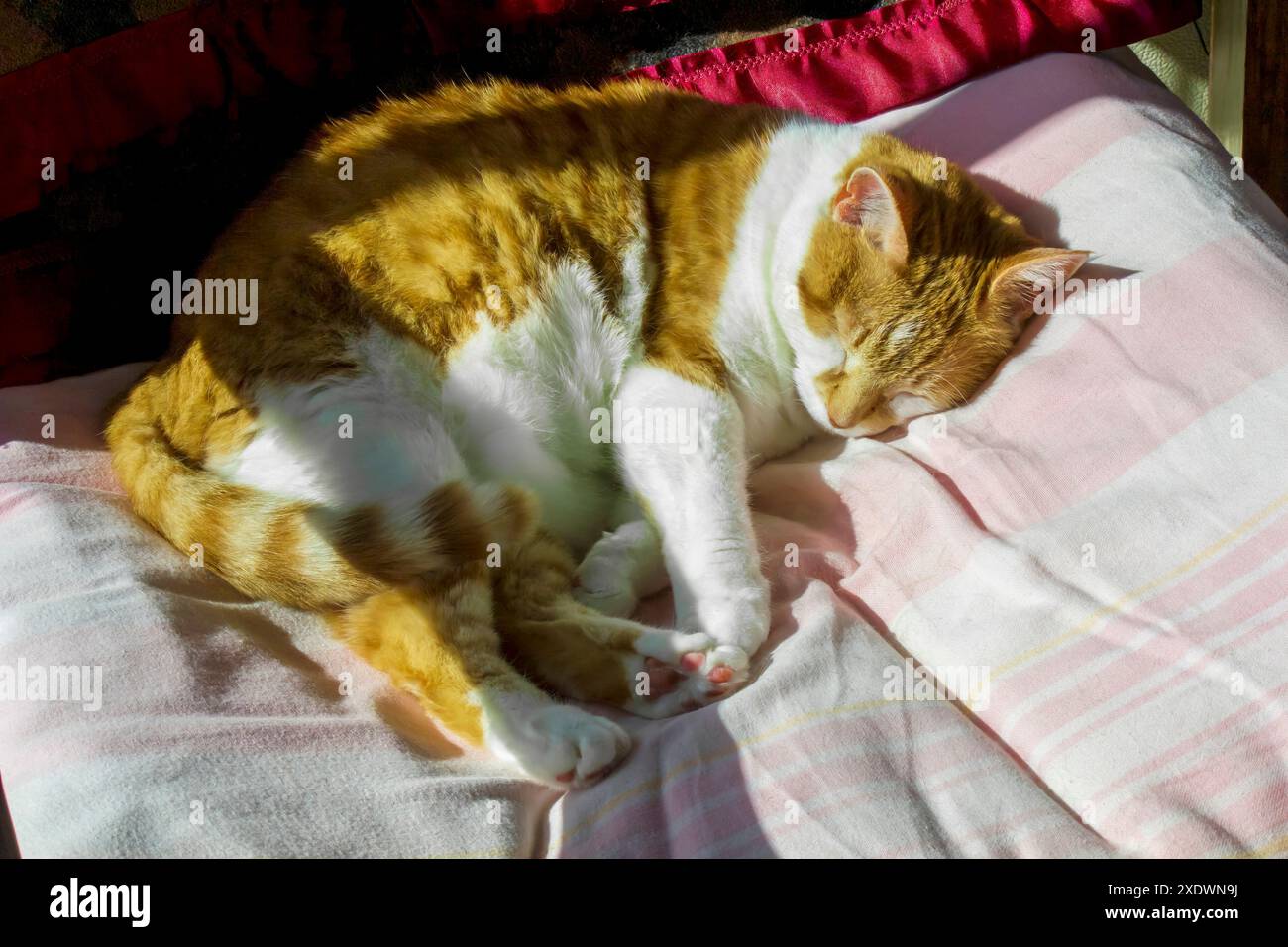 Sleeping ginger domestic cat hi-res stock photography and images - Alamy