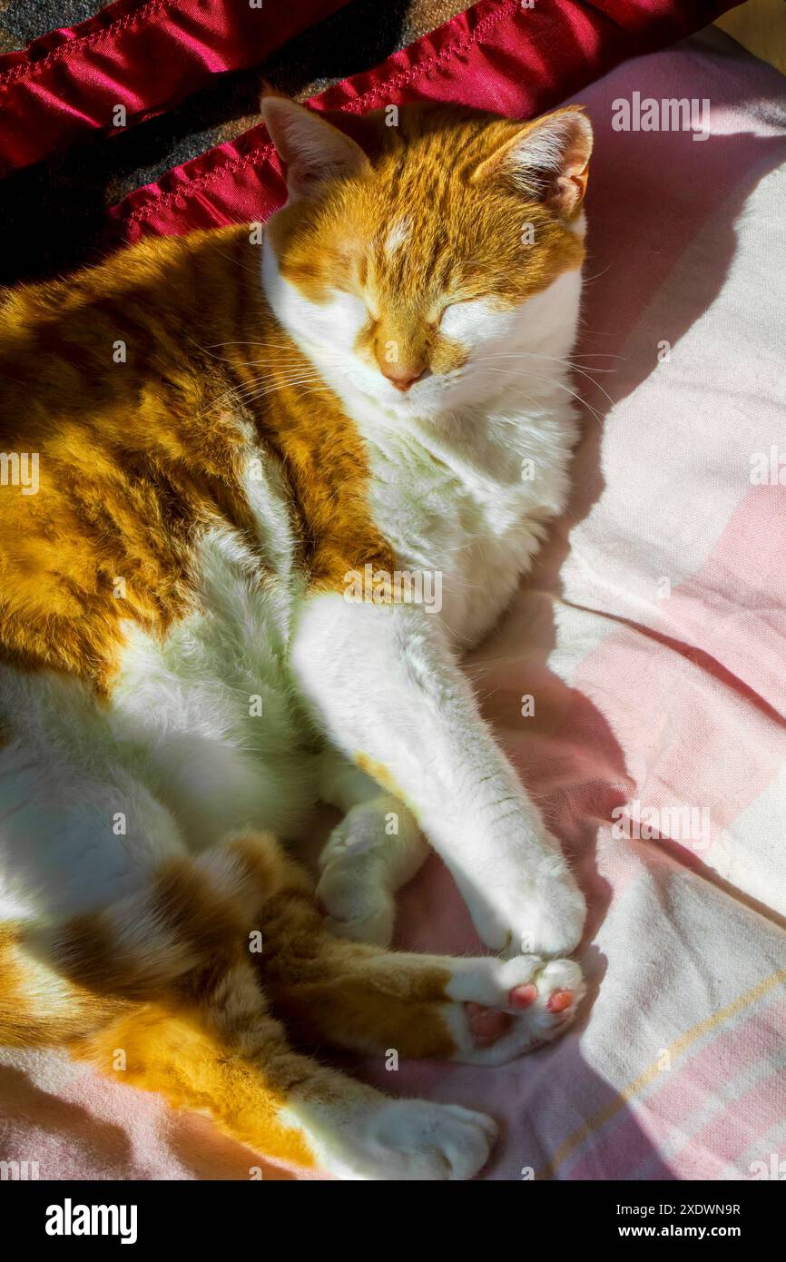 Sleeping ginger domestic cat hi-res stock photography and images - Alamy