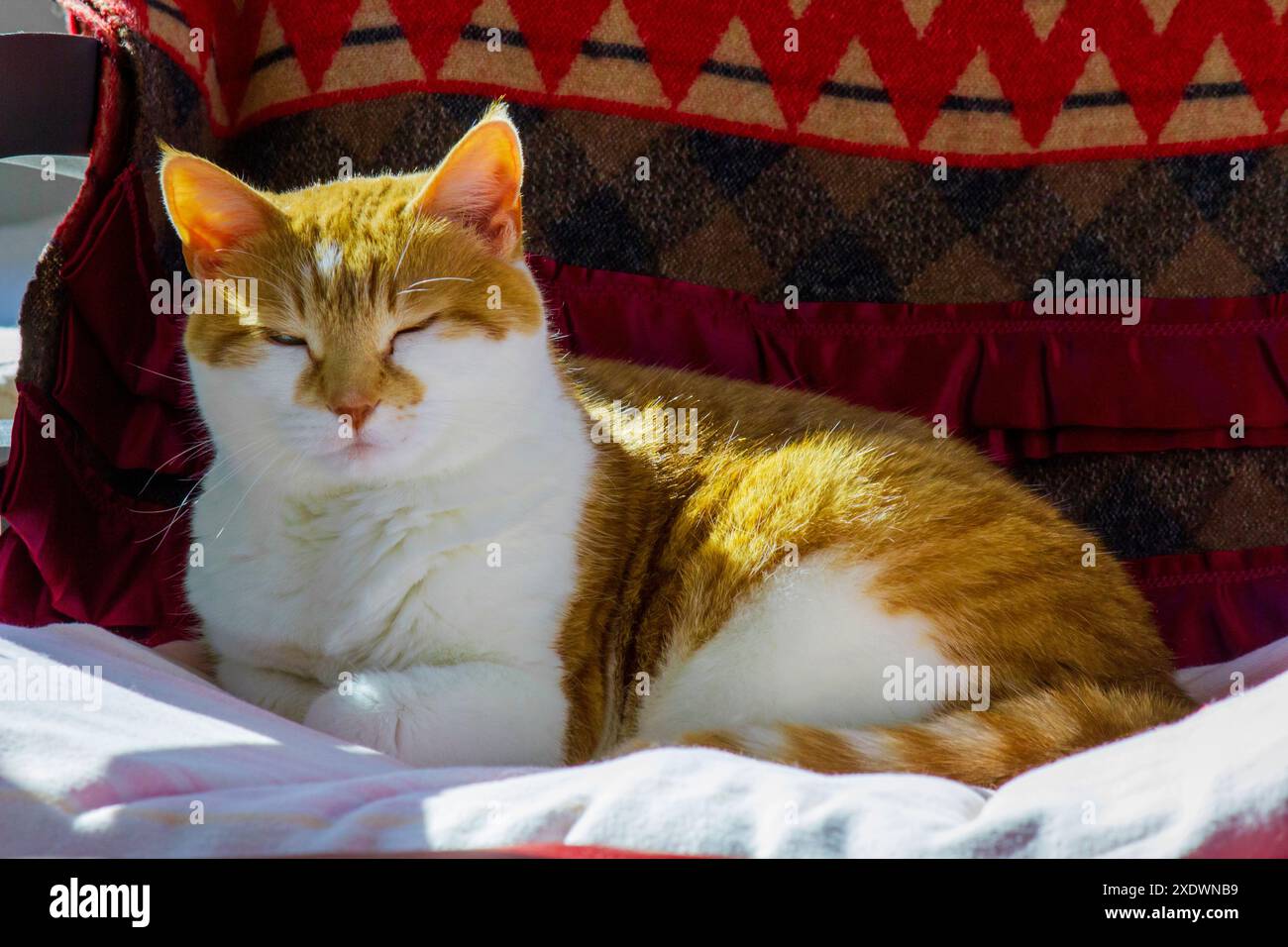 Sleeping ginger domestic cat hi-res stock photography and images - Alamy
