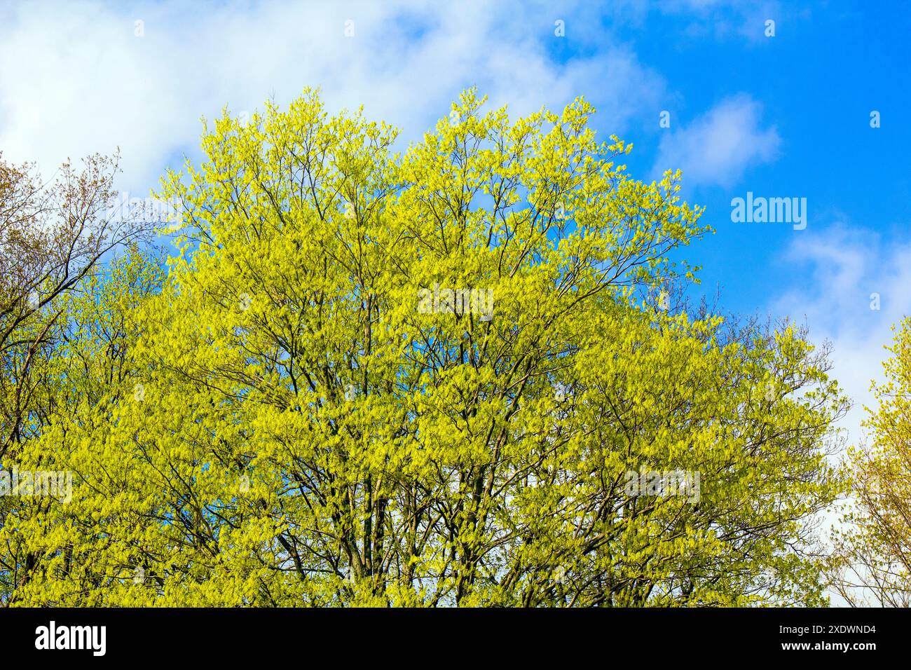 Black Maple Flowering Stock Photo - Alamy