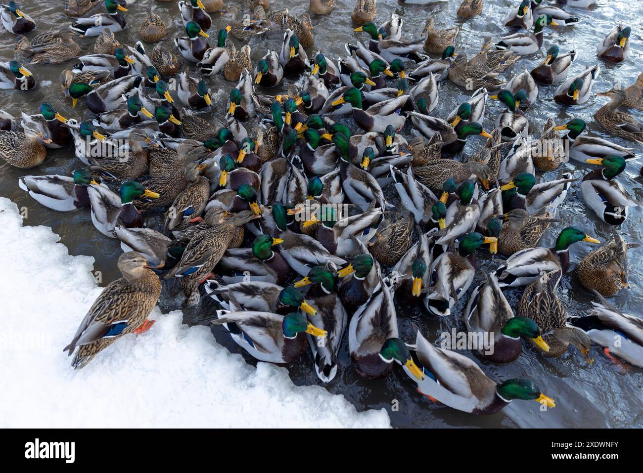 wild ducks swim in the freezing winter river, many beautiful wild ducks ...