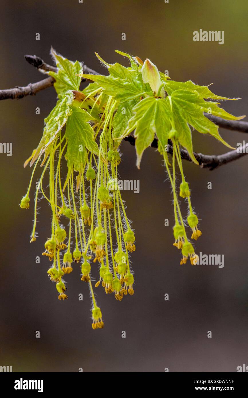 Black Maple Flowering Stock Photo - Alamy