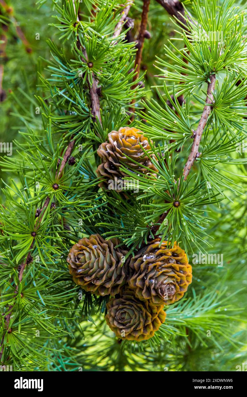 Japanese larch larix kaempferi hi-res stock photography and images - Alamy
