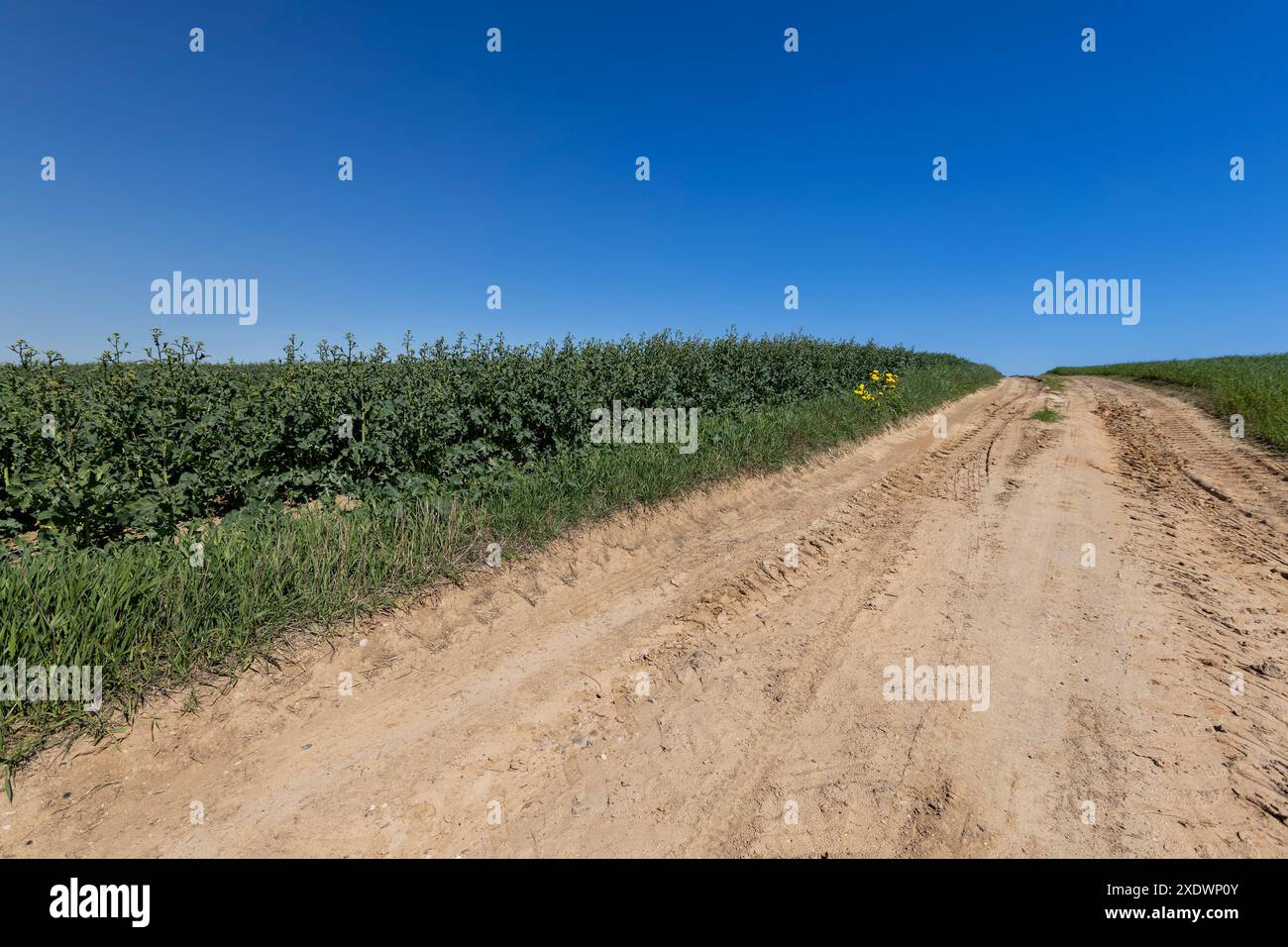Empty field in rural areas hi-res stock photography and images - Alamy