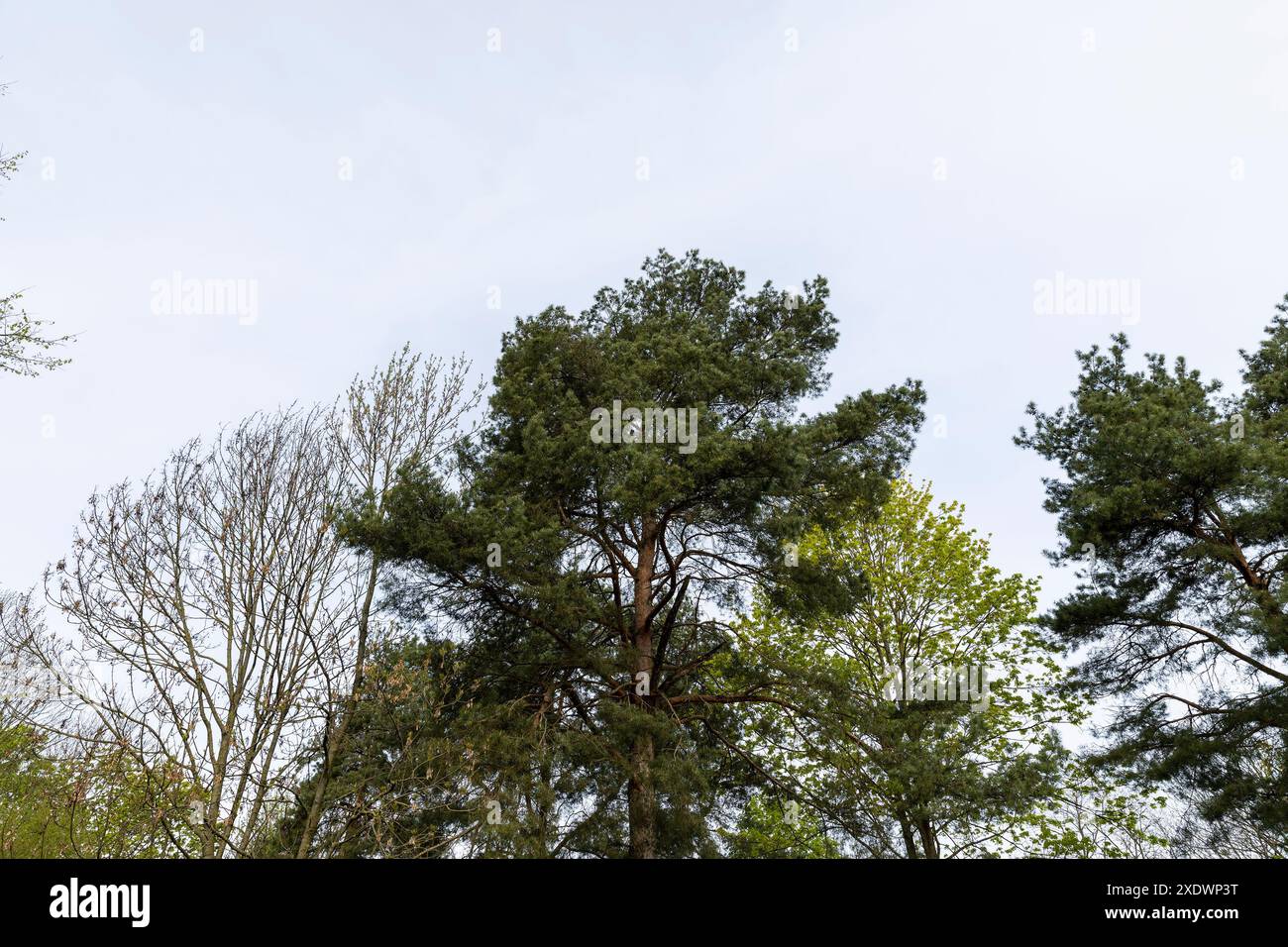 different types of trees in a mixed forest in cloudy weather, cloudy ...