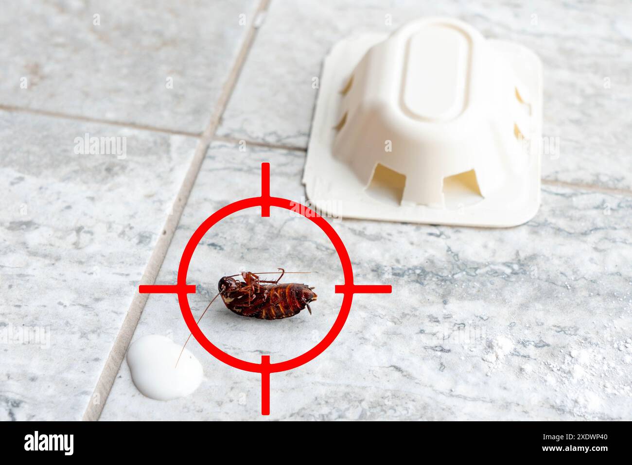 Red gun target aiming on dead cockroach upside down on the floor. Pest ...