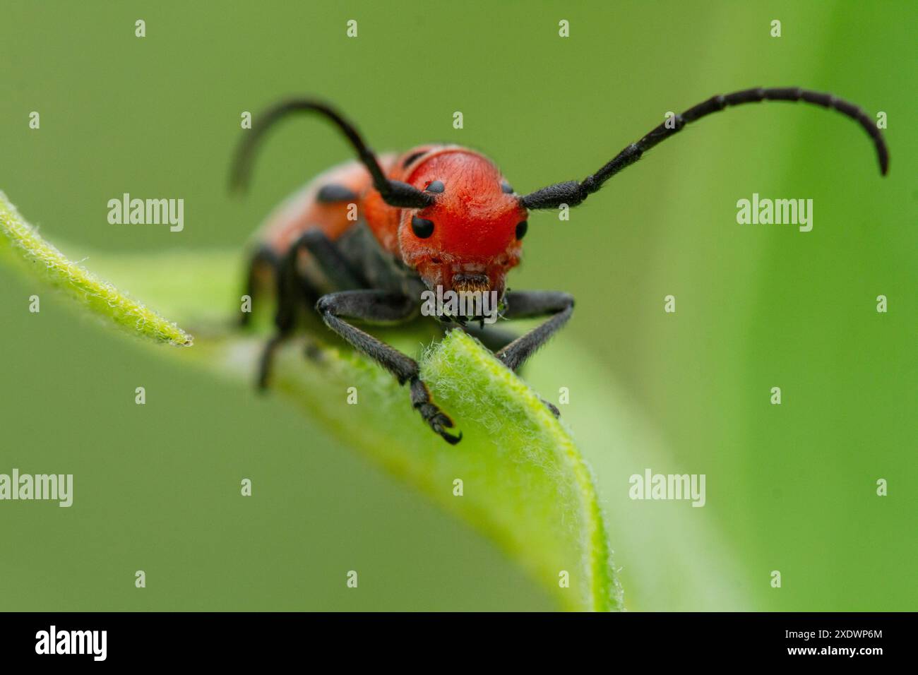 Macro portrait of red milkweed beetle (Tetraopes tetrophthalmus ...