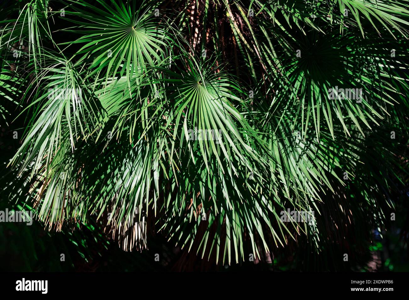 Vibrant tropical plants with lush green branches. Palm tree with green ...