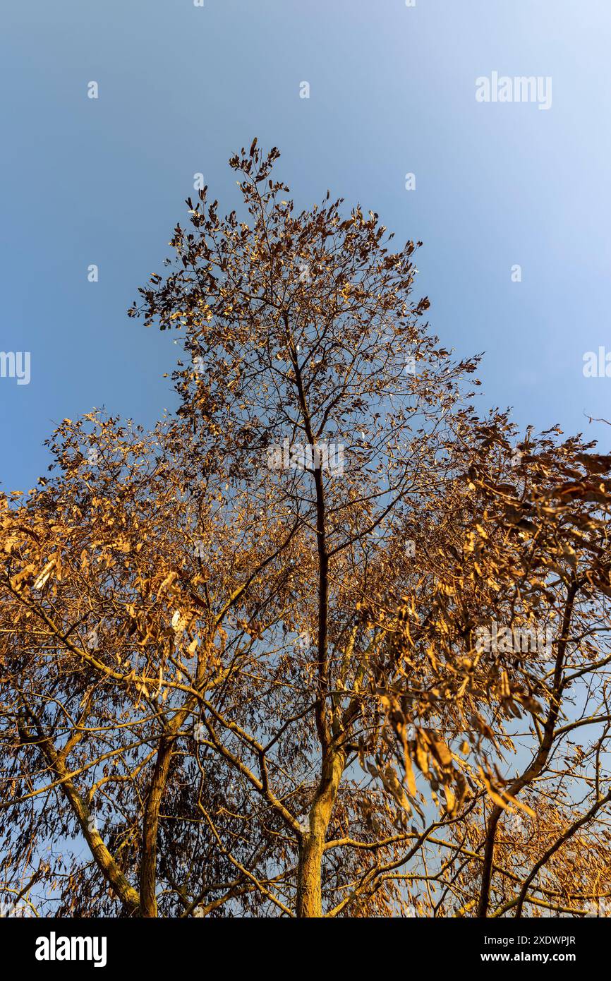 Acacia tree hanging seed pods hi-res stock photography and images - Alamy