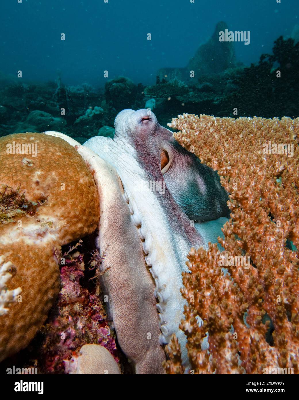 Madagascar reef octopus hi-res stock photography and images - Alamy