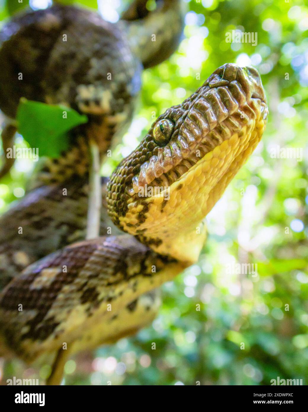 Malagasy tree boa, Sanzinia madagascariensis, at Lokobe National Park ...