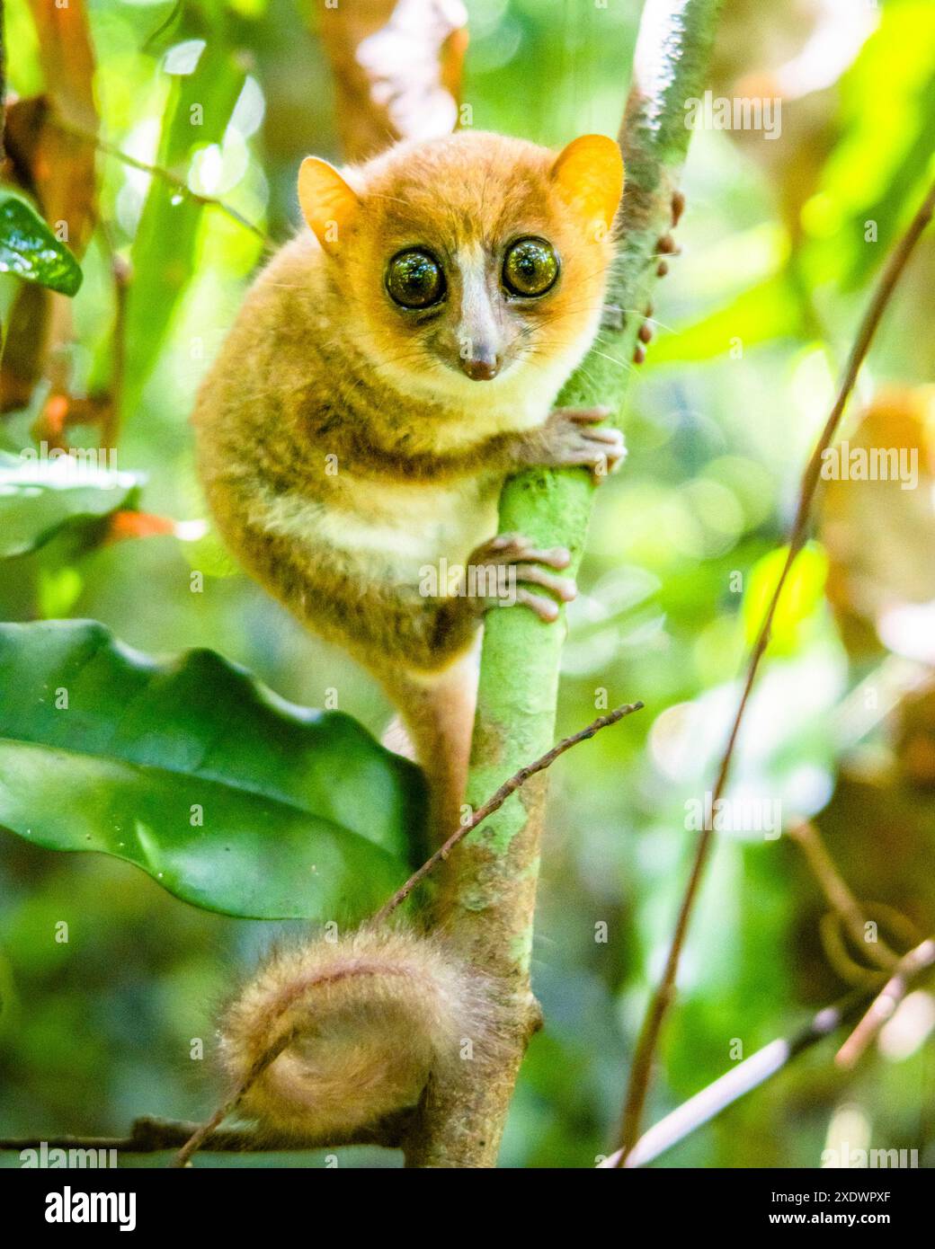 Claire's mouse lemur, Microcebus mamiratra, endangered species, at ...