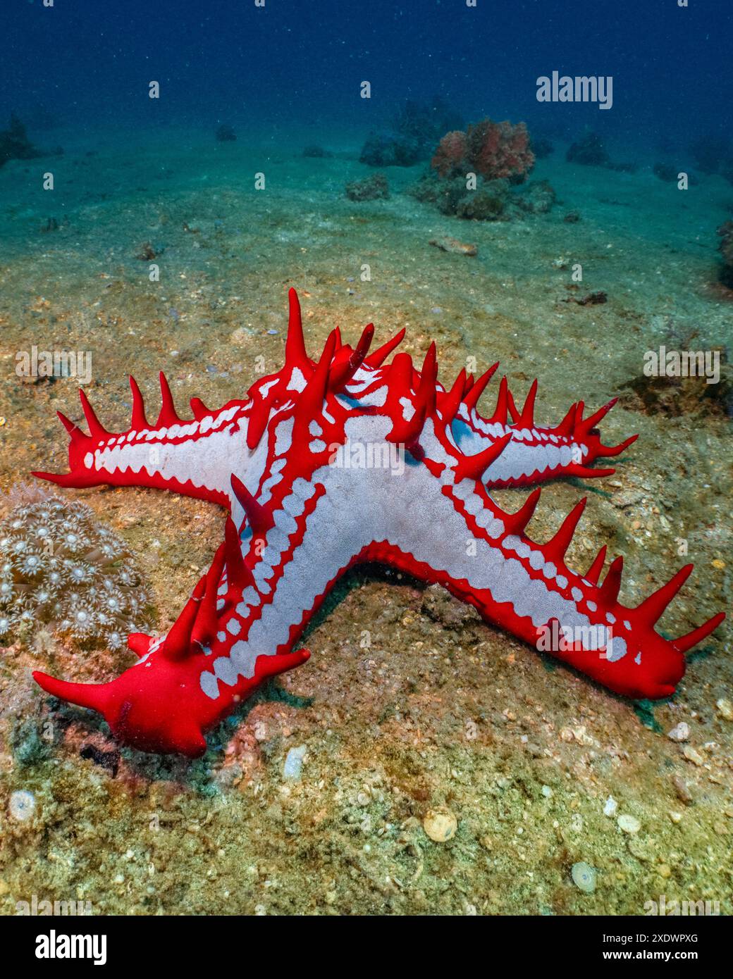 African red knobbed starfish hi-res stock photography and images - Alamy African red knobbed starfish hi-res stock photography and images - Alamy