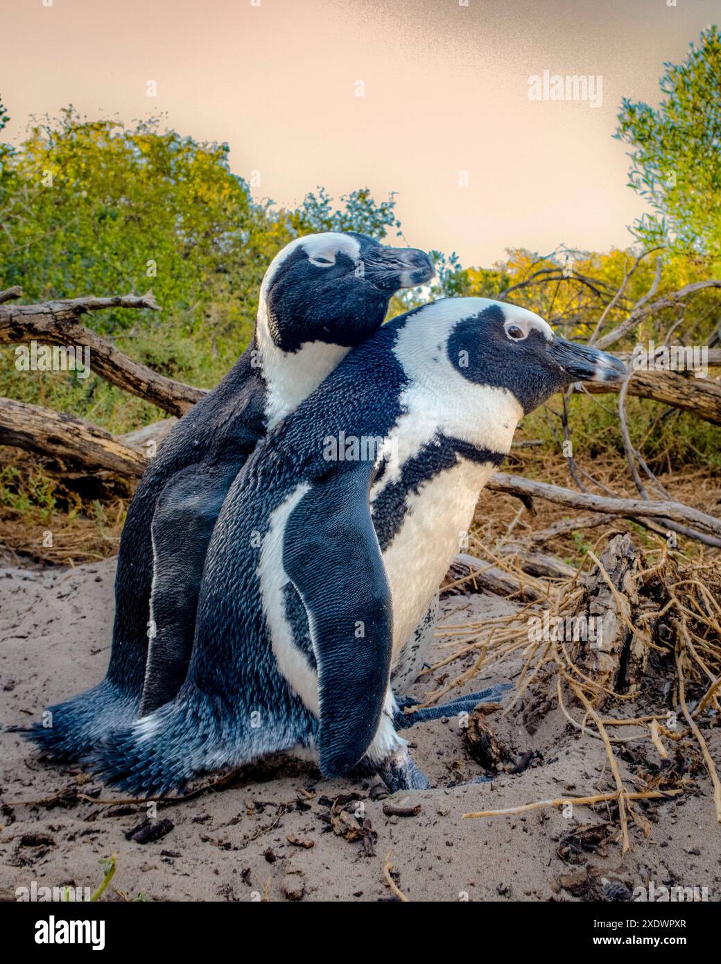 African penguins, Spheniscus demersus, endangered species, at their ...