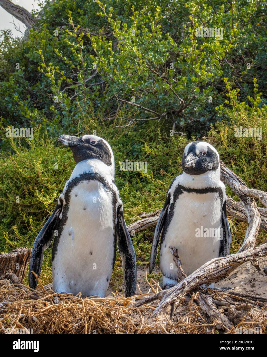 African penguins, Spheniscus demersus, endangered species, at their ...