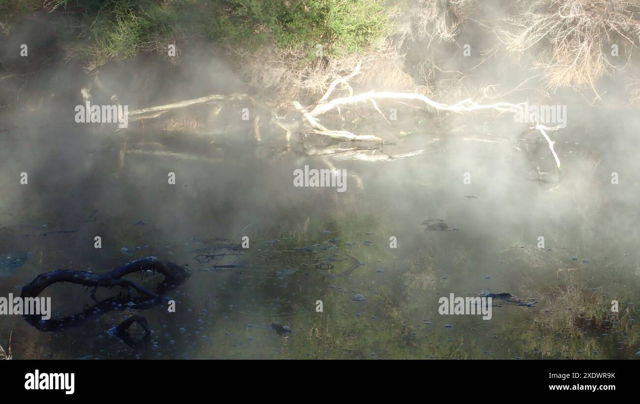Steaming geothermal natural pool with dead white wood in Tokaanu ...