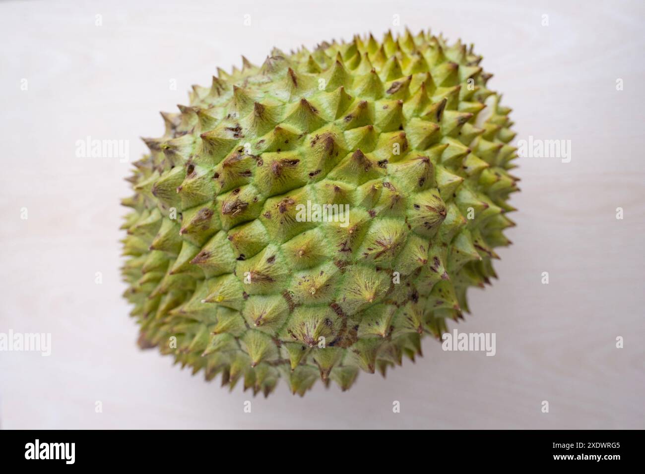 smelly exotic durian fruit, known for its spiky skin and sweet flesh ...