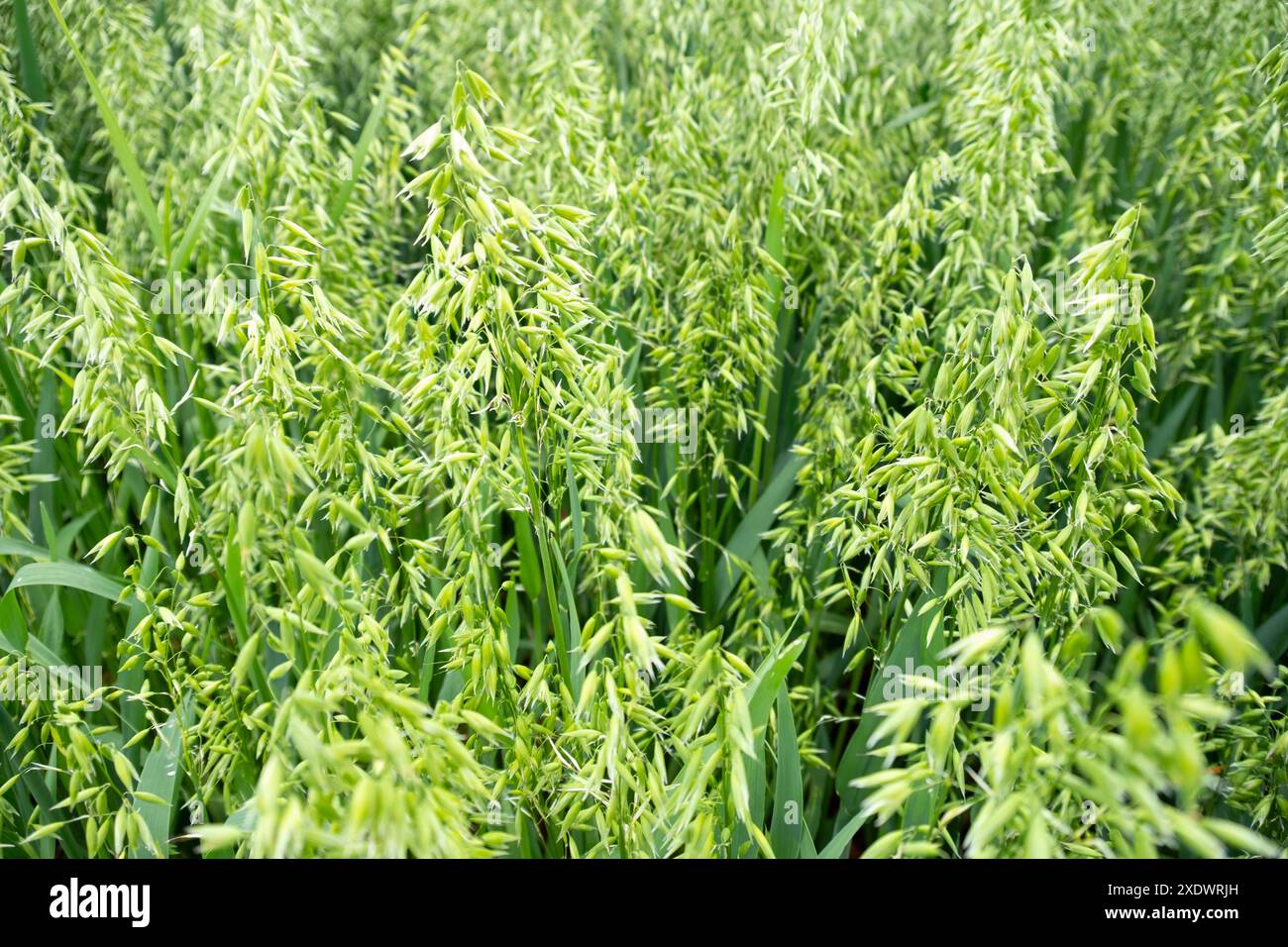 ears green young oats swaying in breeze, ripening crop diligent farmer ...