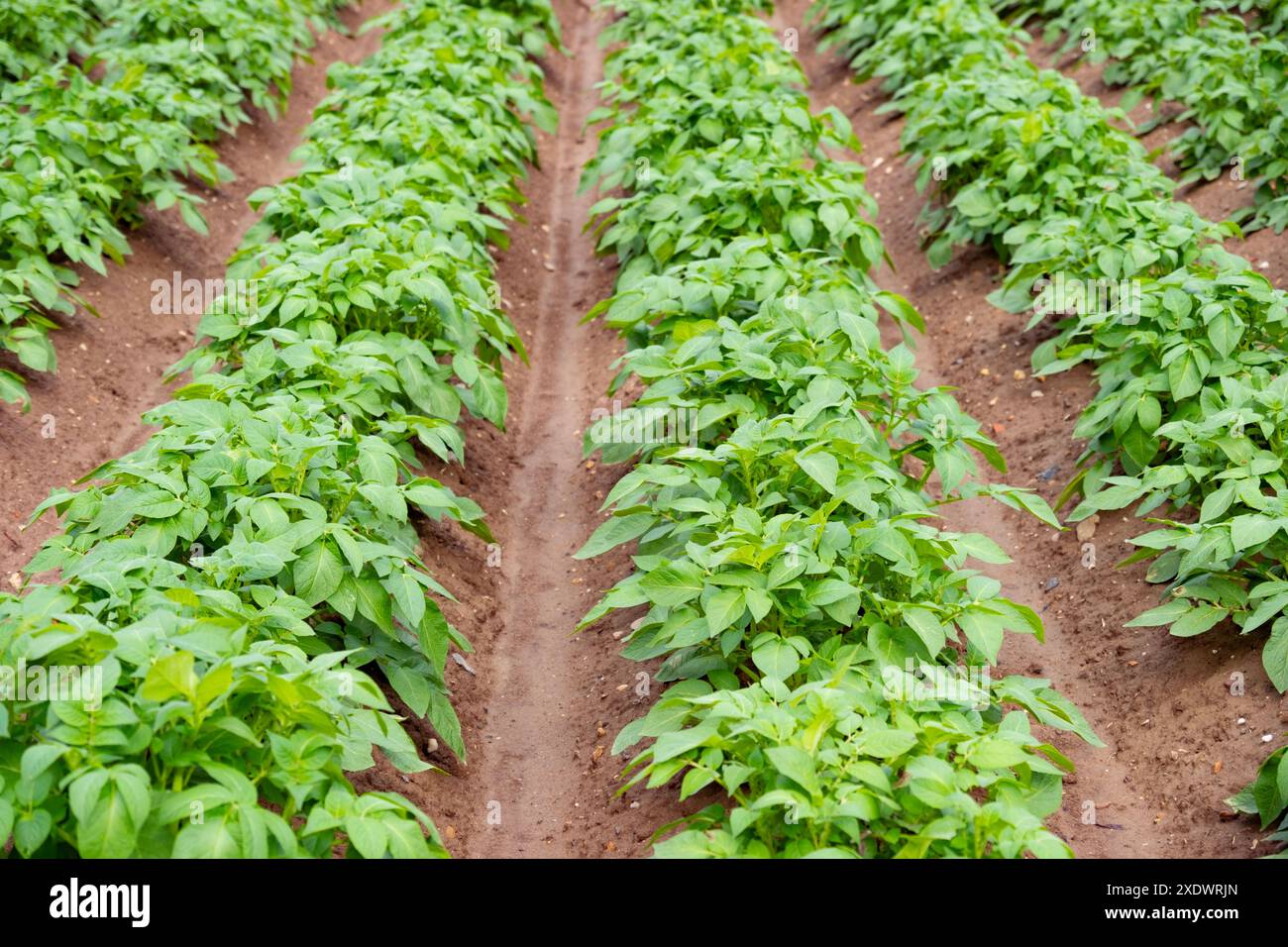 green potato tops, tuberous herbaceous plant, Solánum tuberósum ...