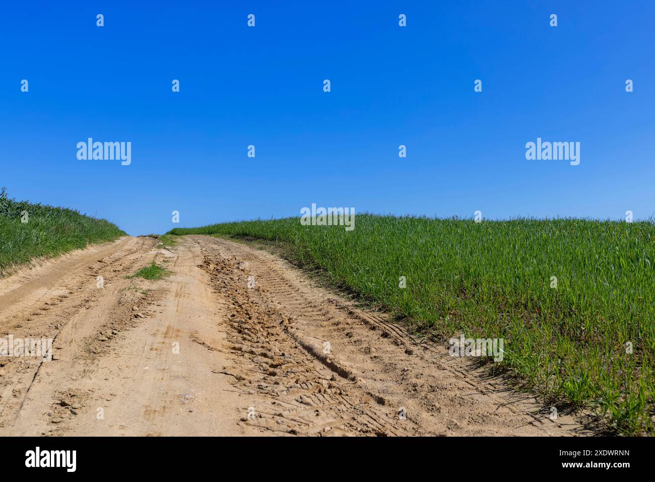 a road for agricultural transport in a field with rapeseed, a rural ...