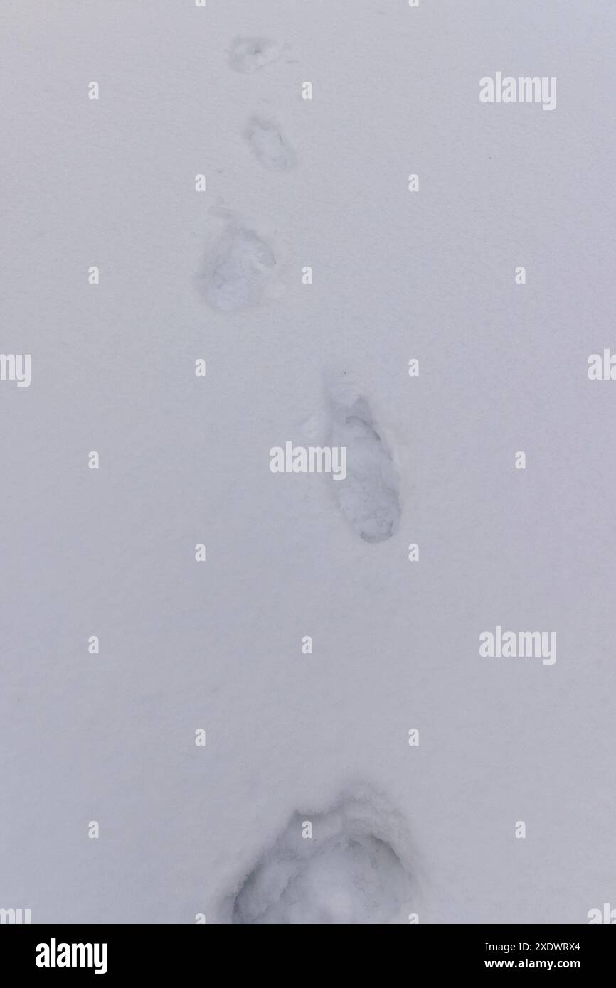 human footprints in the snow in cloudy weather, footprints in the snow ...