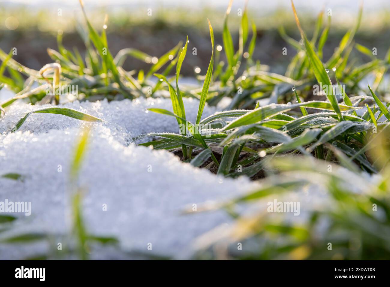 snow-covered green wheat sprouts, winter wheat during snowmelt during ...