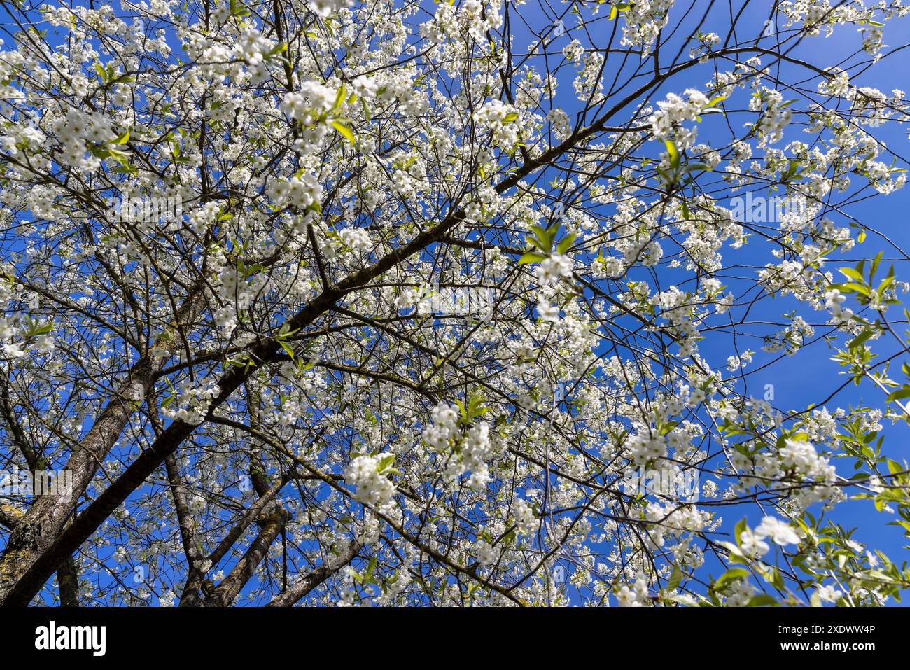 cherry blossoms in spring in sunny weather, cherry blossoms in the ...