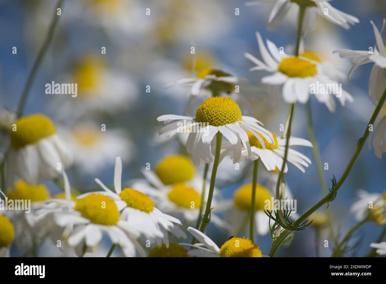 A close-up shot of beautiful chamomile flowers blooming in a sunny ...
