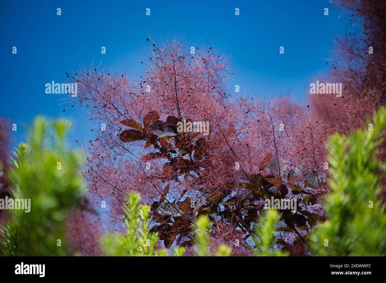 Beautiful foliage and fluffy smoke tree seed heads in a garden, with ...
