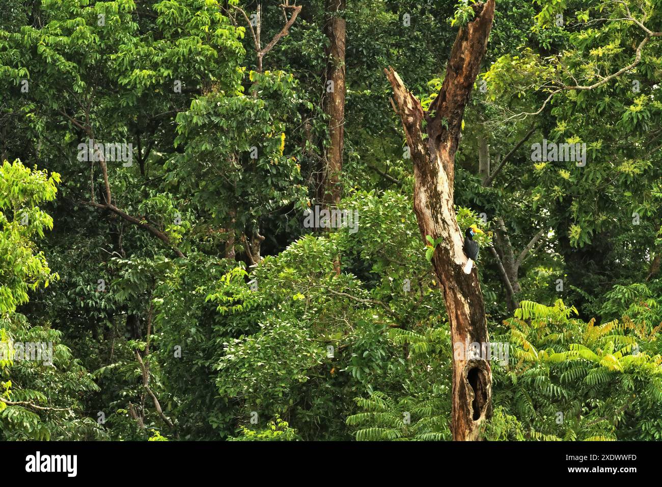 A knobbed hornbill (Rhyticeros cassidix) female perches above a hole on ...