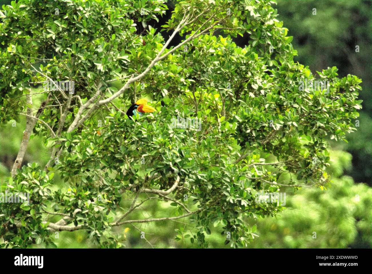 A female individual of knobbed hornbill (Rhyticeros cassidix) forages ...