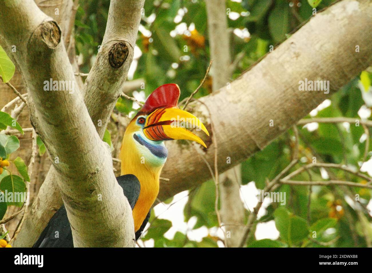 A knobbed hornbill (Rhyticeros cassidix) male perches on a fruited fig ...
