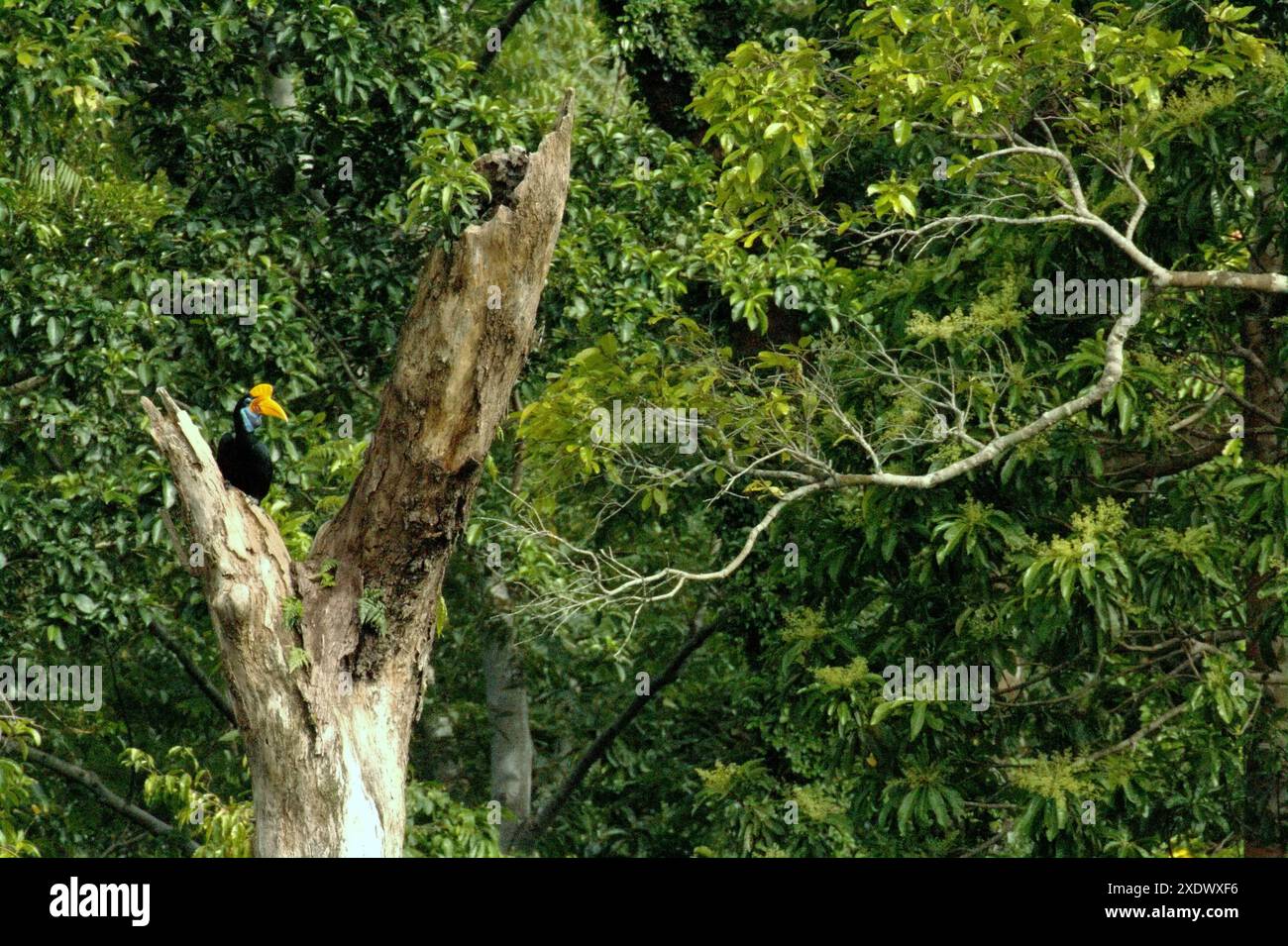 A knobbed hornbill (Rhyticeros cassidix) female perches on top of a ...